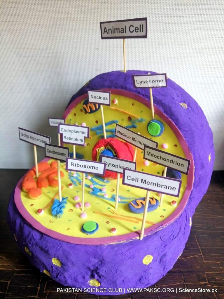 3d Animal cell model Biology, Classroom Teaching Aid, Science Project
